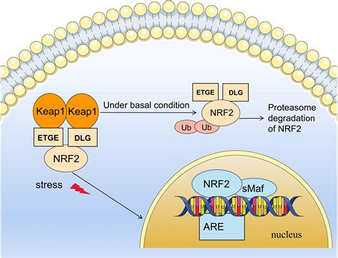Role Of Nrf2 In Colorectal Cancer Prevention And Treatment Jiaxiang