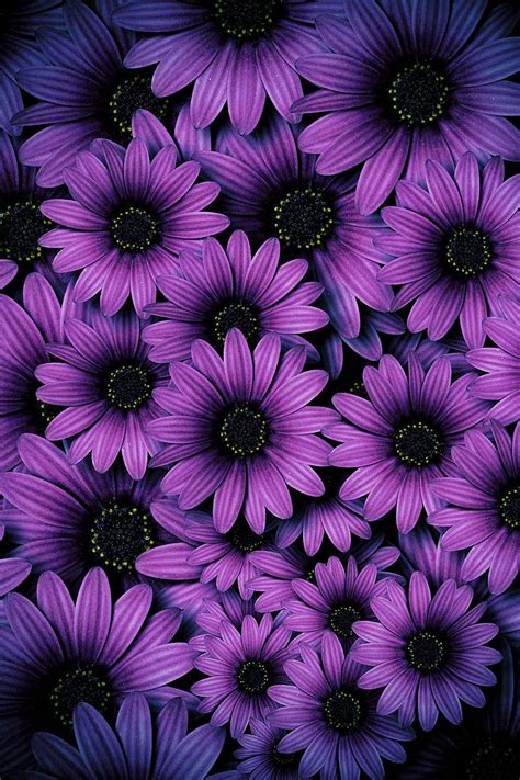 Download Purple Daisies As Aesthetic Purple Flower Wallpaper