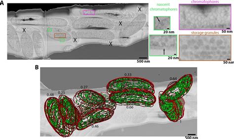 Exploring Cryo Plasma Fibsem Volume Imaging For Biological Specimens