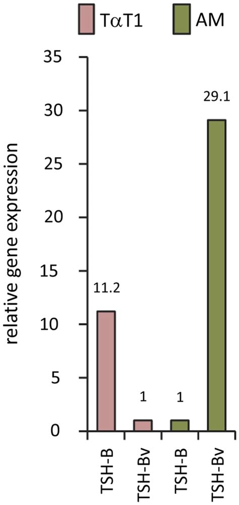 Gene Expression Of Native Tshβ And Tshβv In Mouse Tαt1 Thyrotropic