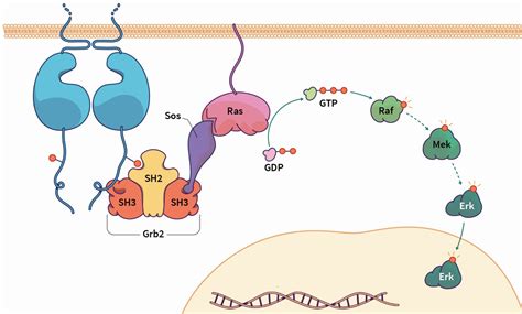 The Grb2 Isoform Grb3 3 Negatively Regulates Ras Activation