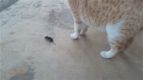 고양이가 새끼 두더지 사냥 해옴 Youtube