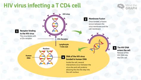 World Aids Day An Infographic To Explain Hiv Cell Pathway Mind The