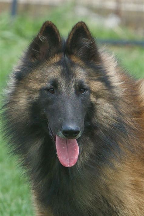 Belgian Tervuren Puppies For Sale Belgian Tervuren Puppies For Sale