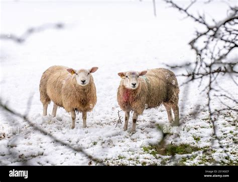 Chipping Preston Lancashire Uk 5th Jan 2025 Snow Scenes From Chipping Near Preston