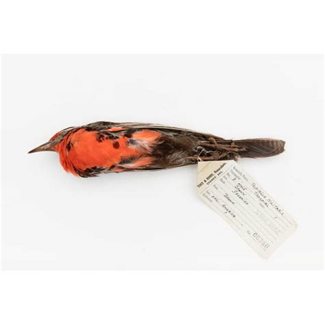 Icterus Icterus Collections Online Auckland War Memorial Museum