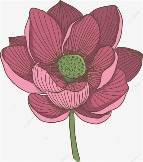 손으로 그린 연꽃 컬러 라인 아트 그림 벡터 로터스 꽃 라인 아트 Png 일러스트 및 벡터 에 대한 무료 다운로드 Pngtree