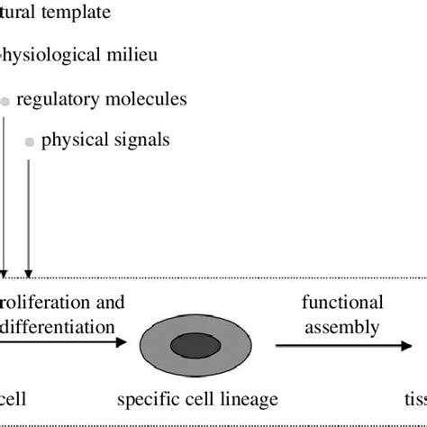 Tissue Engineering Paradigm The Regulatory Factors Of Cell
