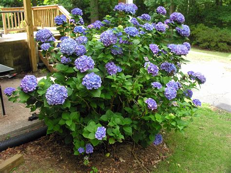 Blue Hydrangea Varieties