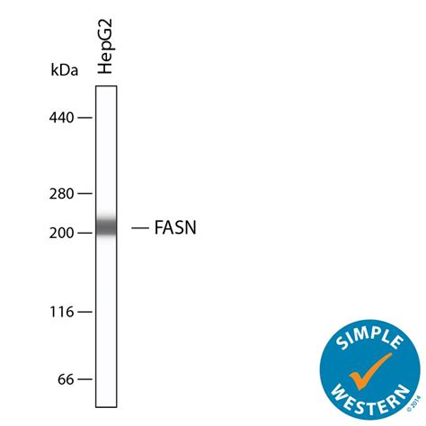 Human Fatty Acid Synthasefasn Antibody Af5927 Randd Systems