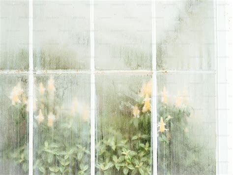 A Close Up Of A Window With Flowers In It Photo Plants Image On Unsplash