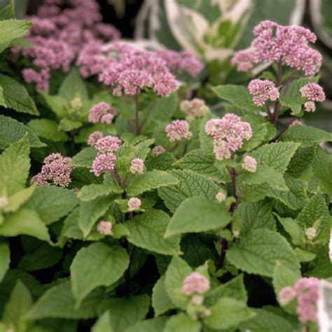 Top 5 Native Pollinator Perennials White Oak Gardens Cincinnati Oh