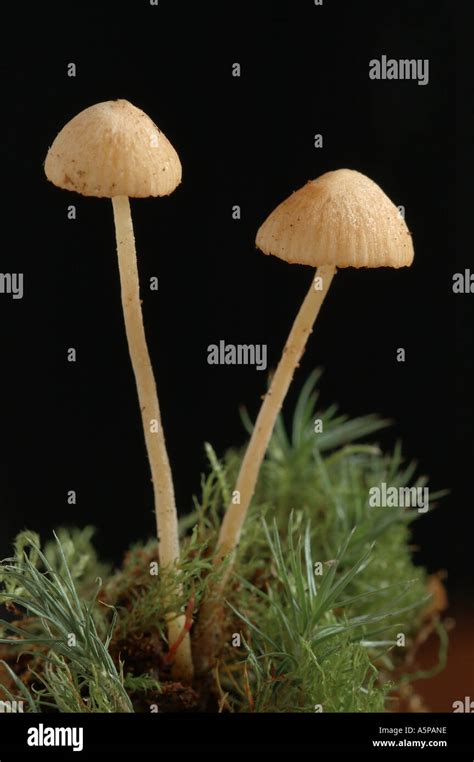 Minute Small Toadstools Fungus Mushrooms Growing In The Moss