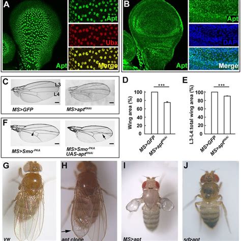 Apt Is Expressed In The Wing Disc And Required For Wing Development A Download Scientific