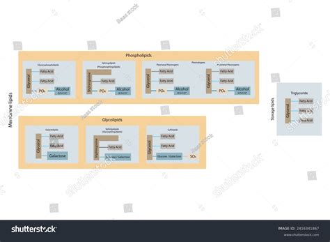 Diagram Showing Classification Lipids Storage Lipids Stock Vector
