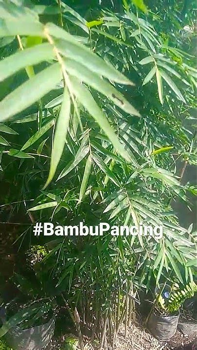 Bambu Pancing Fishingbamboo Short Youtube