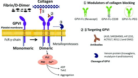 Antiplatelet Activity Through Differential Modulation Of Glycoprotein Download Scientific