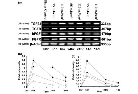 Effect Of Laser Irradiation On Gene Expression Of Tgfb1 Bfgf And Their