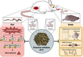 缓解 Dss 诱导的结肠炎小鼠的抑郁样行为：探索 Poncirus Trifoliata 提取物中的柚皮苷和庞西林biomedicine