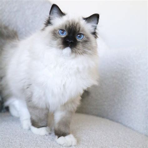 The Seal Mitted Ragdoll — Ragdoll Kittens For Sale Ragdoll Breeder