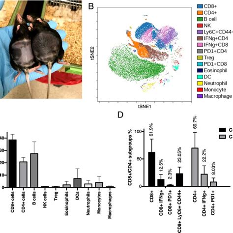 Characterization Of Immune Cell Populations In Ascites A