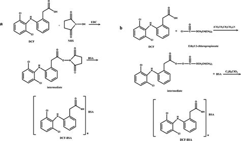 A Synthesis Of Dcf Bsa Using Activated Ester Method B Synthesis Of