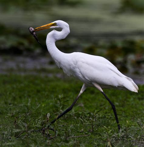 Feather Tailed Stories Great Egretgreat Blue Heron