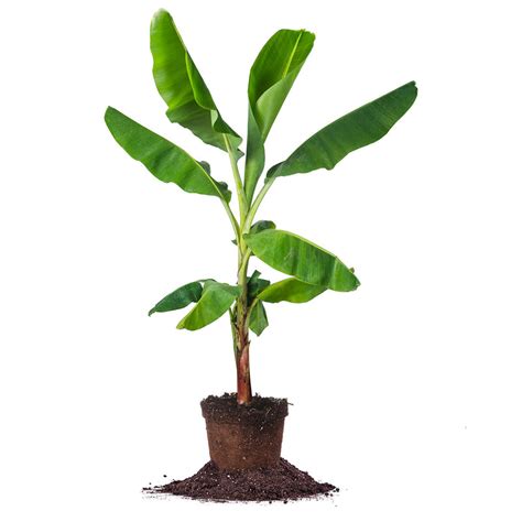 Buy Dwarf Cavendish Banana Tree For Sale Perfect Plants