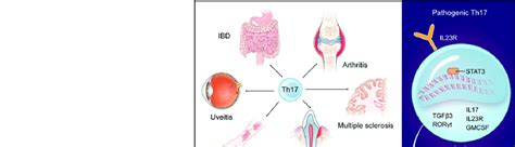 Th17 In Inflammatory Disease And Their Pathogenic Th17 Signature