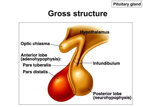Structure Function Relationship Of The Endocrine Glands Of The Head And