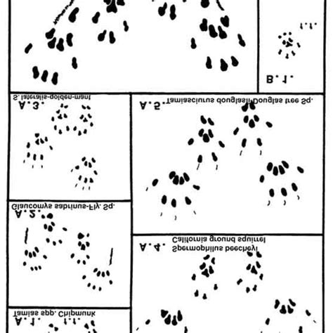 Mammals With Four Toes On Fore Feet And Five Toes On Hind Feet A 1