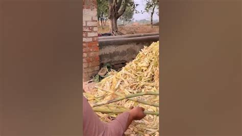 پاکستانی پنجاب کا بہت ہی پیارا دیسی ماحول Youtube