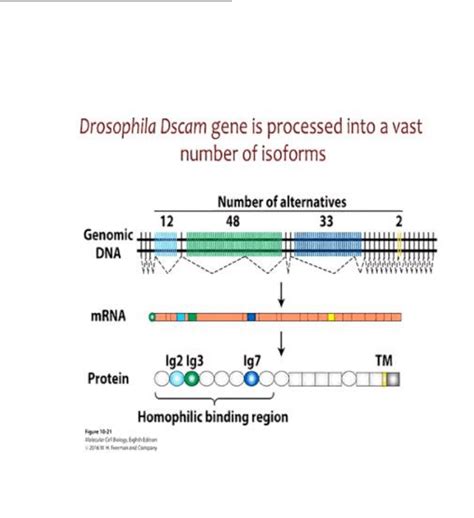 Biol 200 Lecture Notes Fall 2017 Lecture 13 Alternative Splicing Dscam Rna Editing