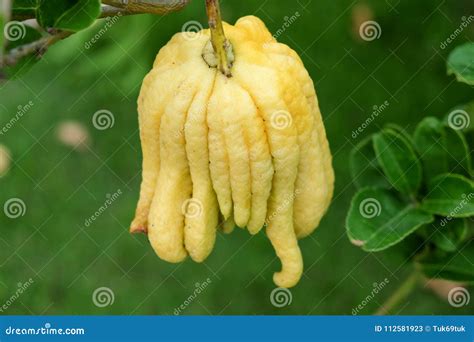 Buddha`s Hand Fingered Citron A Unique Ripe Yellow Fruit That Strange