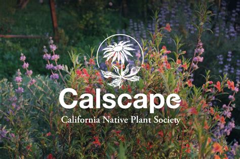California Native Plant Society Cnps San Diego Seed And Bulb Sales