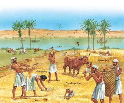 Ancient Egypt Nile Agriculture 626x626