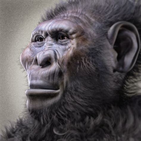 Paranthropus Robustus — Documentação Cicero Moraes
