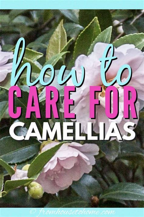Camellia Care Guide How To Grow Gorgeous Camellias In Your Garden Artofit