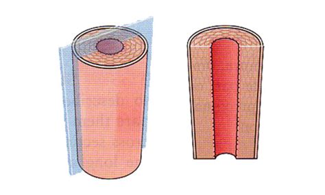Longitudinal Cross Section Anatomy Sobotta 1909 Fig658