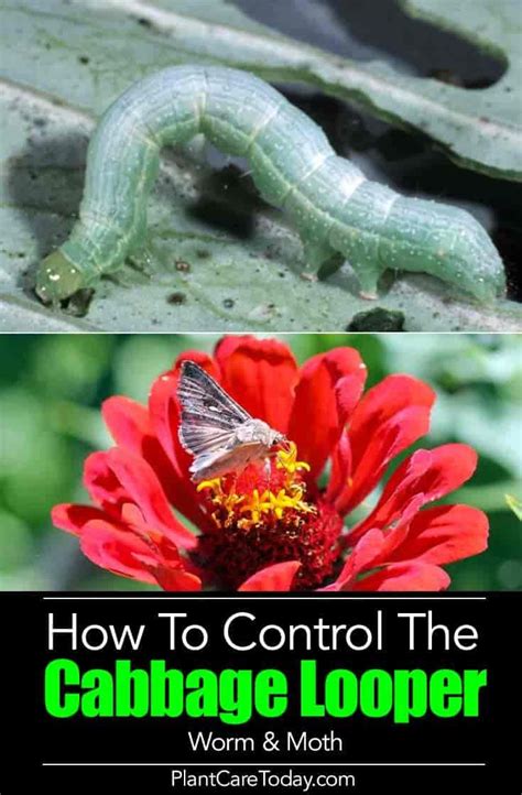 How To Control The Cabbage Looper Worms 15 Tips