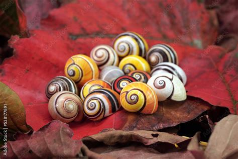 Cuban Snail Polymita Picta World Most Beautiful Land Snails From Cuba