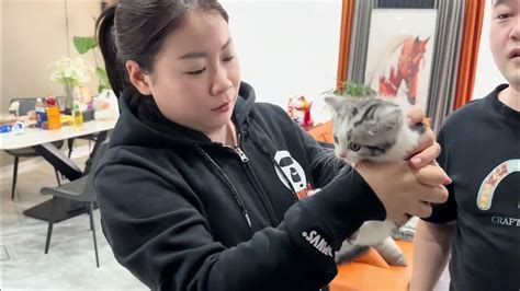 收一只价值四位数的美短起司矮脚美短起司矮脚 Youtube