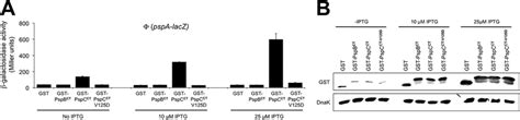 Production Of The C Terminal Domain Of Pspc Is Sufficient To Induce The
