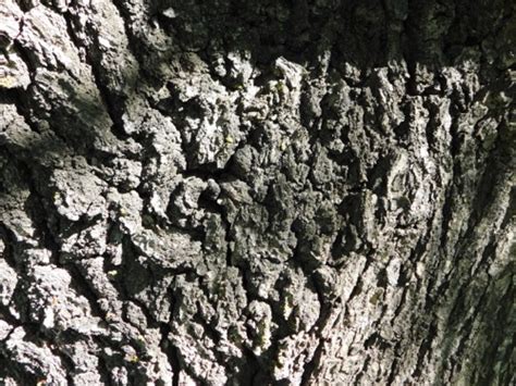 Valley Oak Quercus Lobate California State University Stanislaus