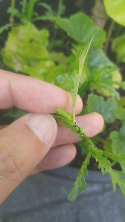 잎채소 야채 작은벌레 진디물 마요네즈로 박멸 Youtube