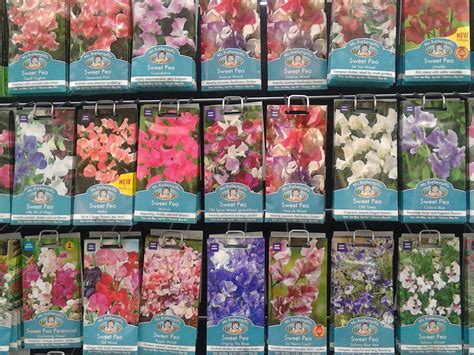 The Green Fingered Blog How To Choose Which Sweet Peas To Grow For