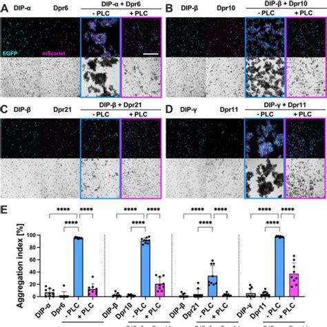 Plc Cleavage Eliminates Dpr Dip Mediated Cell Aggregation A D Cell Download Scientific