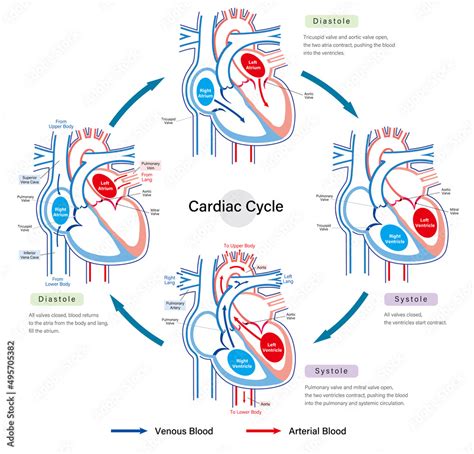 Cardiac Cycle Vector Illustration Best For Medical Websites Brochures