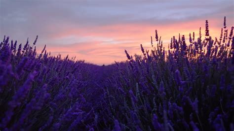 【无声】祛痰湿，轻松瘦！促进水液代谢等 青柠疗愈 青柠疗愈 哔哩哔哩视频