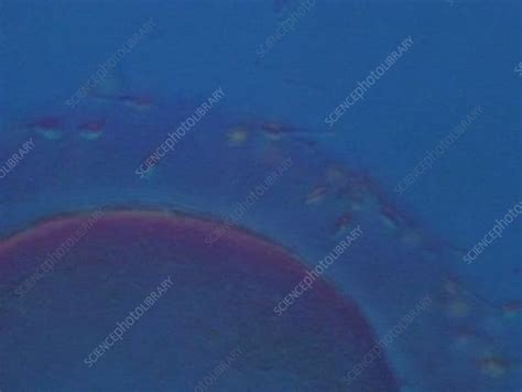 Human Fertilisation Light Microscope Stock Video Clip K0052440